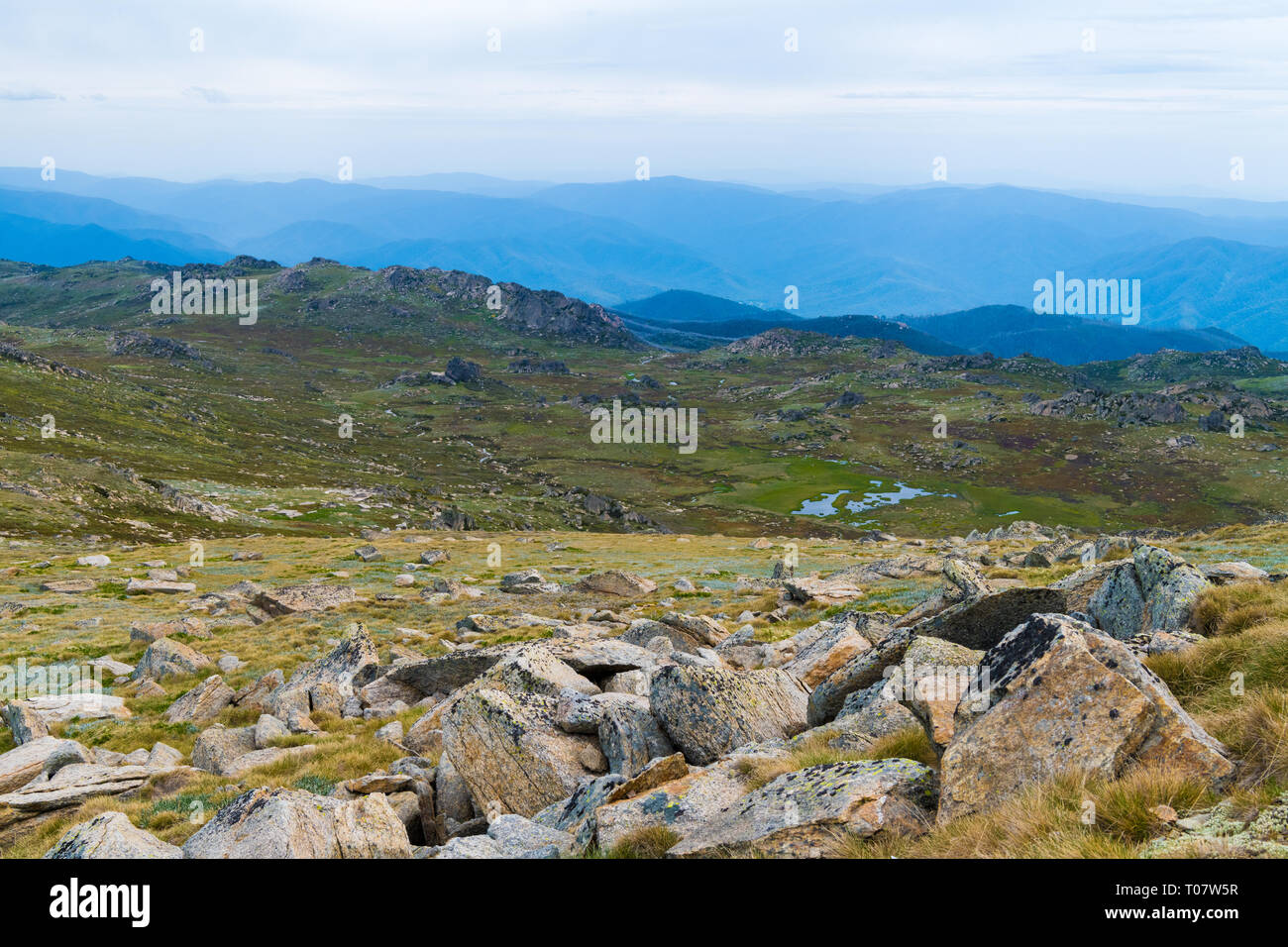 Native Australian forest vegetation in Kosciuszko National Park, NSW ...