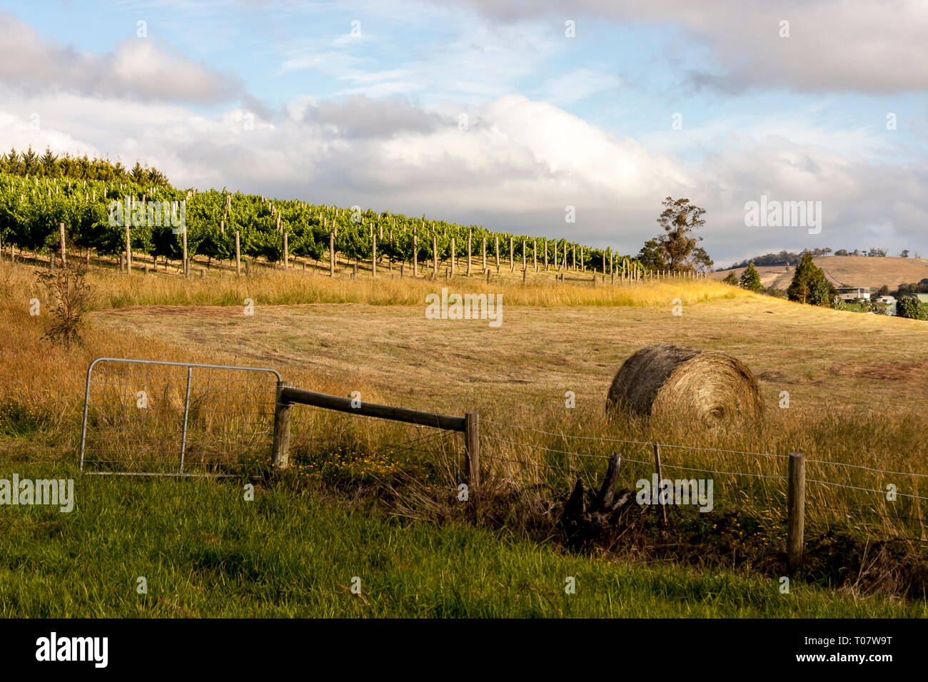 Rows of grape vine and yellow ripe haystack of wheat, fields in the ...