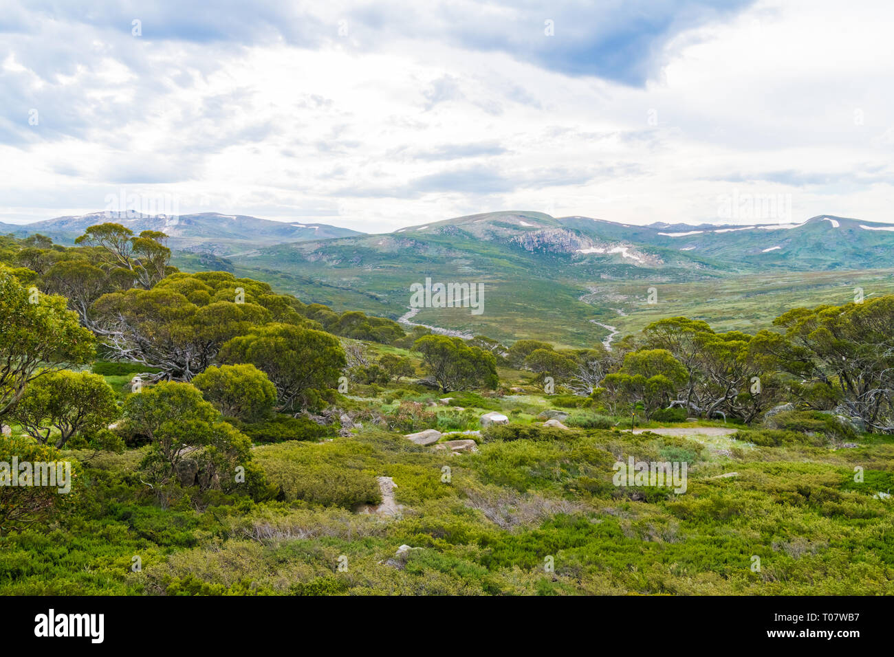 Native Australian forest vegetation in Kosciuszko National Park, NSW ...