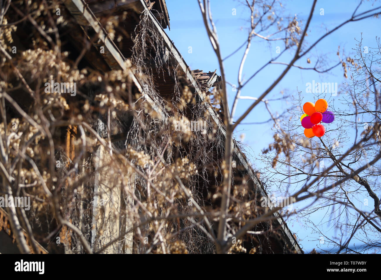 Colored balloons got stuck in leafless trees near an abandoned building ...