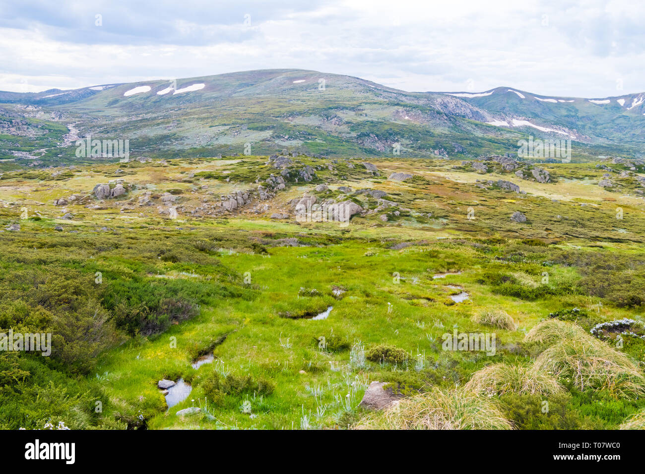 Native Australian forest vegetation in Kosciuszko National Park, NSW ...