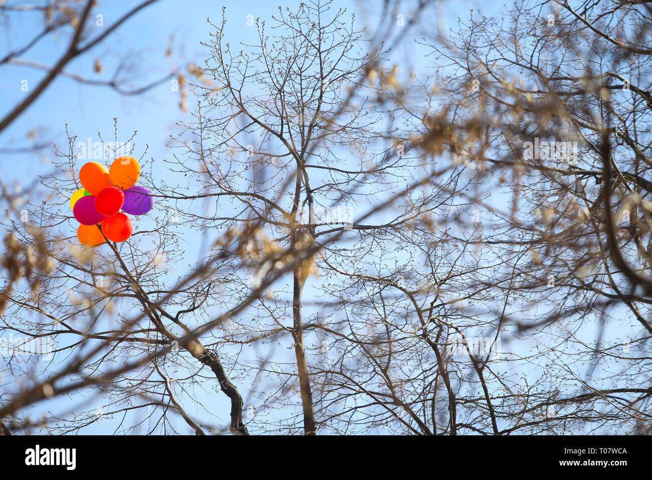 Colored balloons got stuck in leafless trees near an abandoned building ...
