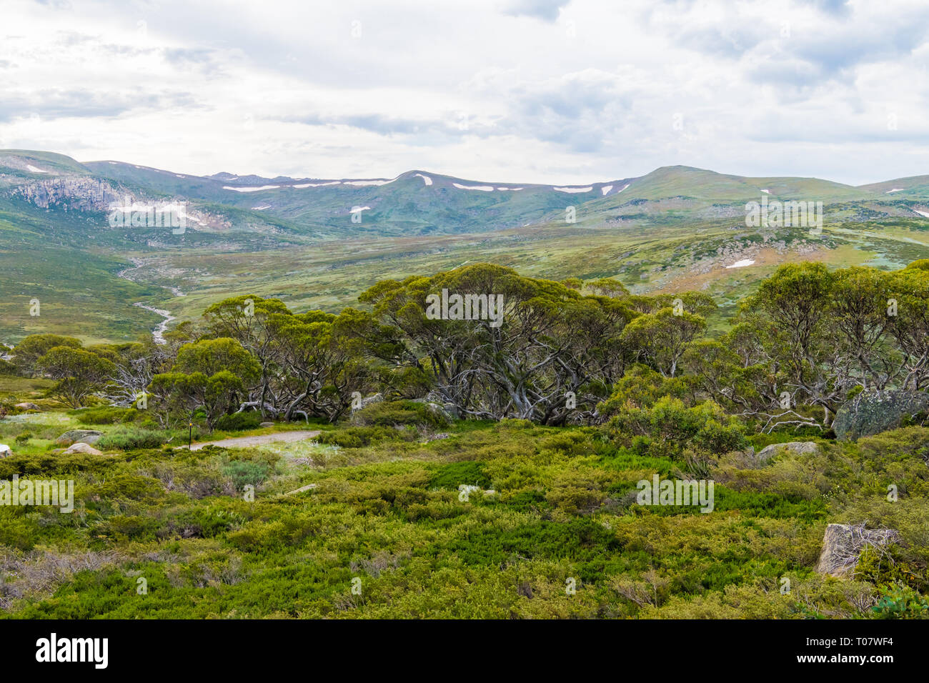 Native Australian forest vegetation in Kosciuszko National Park, NSW ...