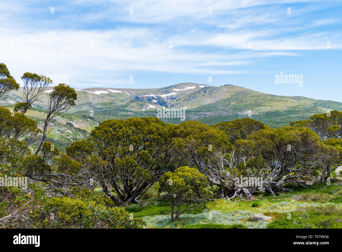 Australian Vegetation
