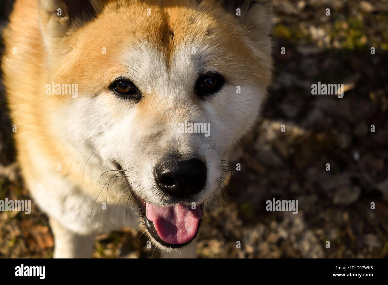 Young Akita dog pose looking into camera, face illuminated by sunlight ...