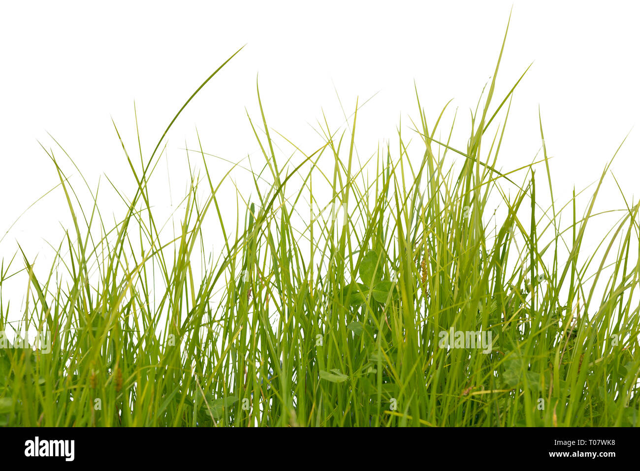 Grass White Background
