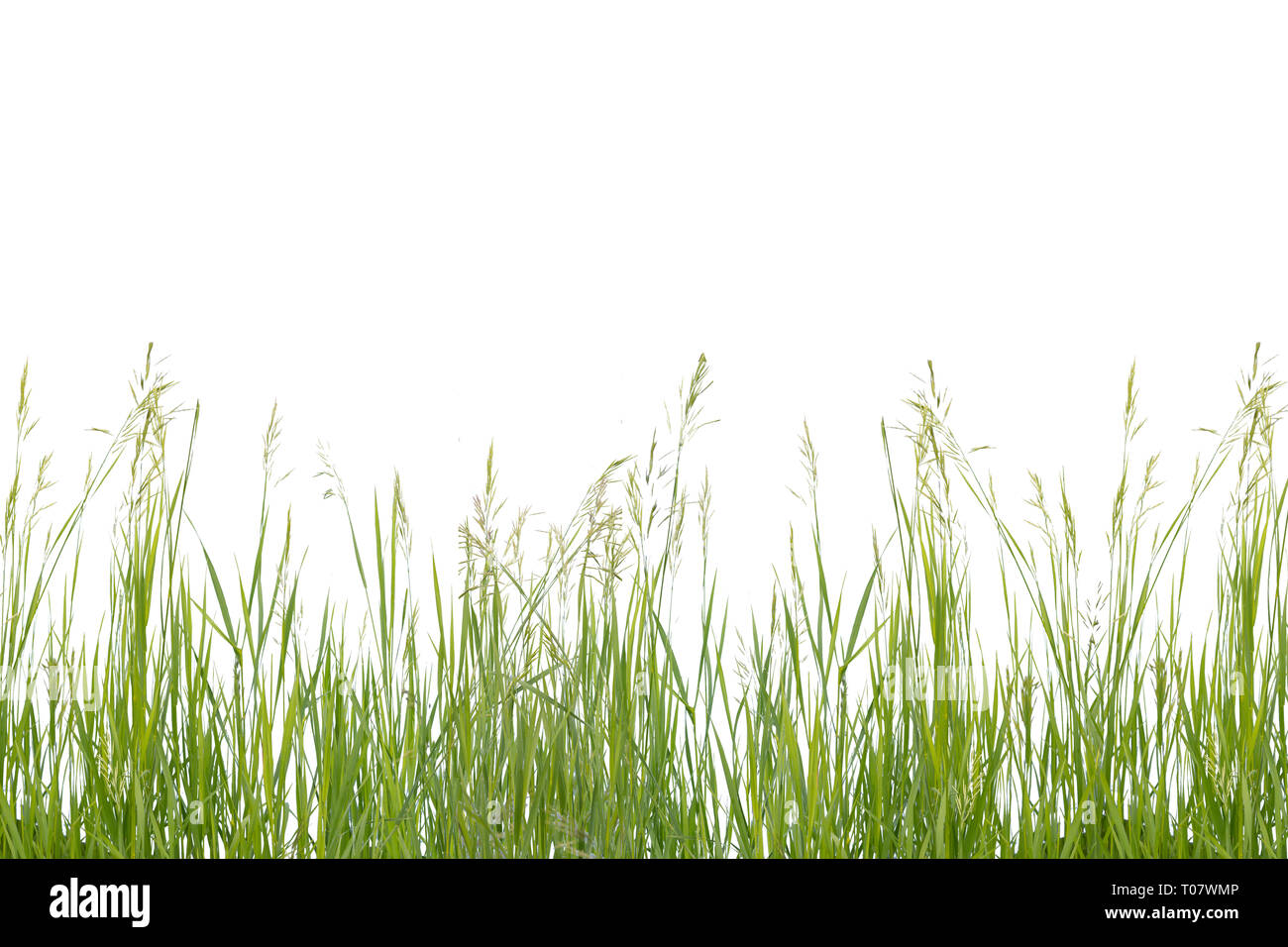 Tall Grass White Background