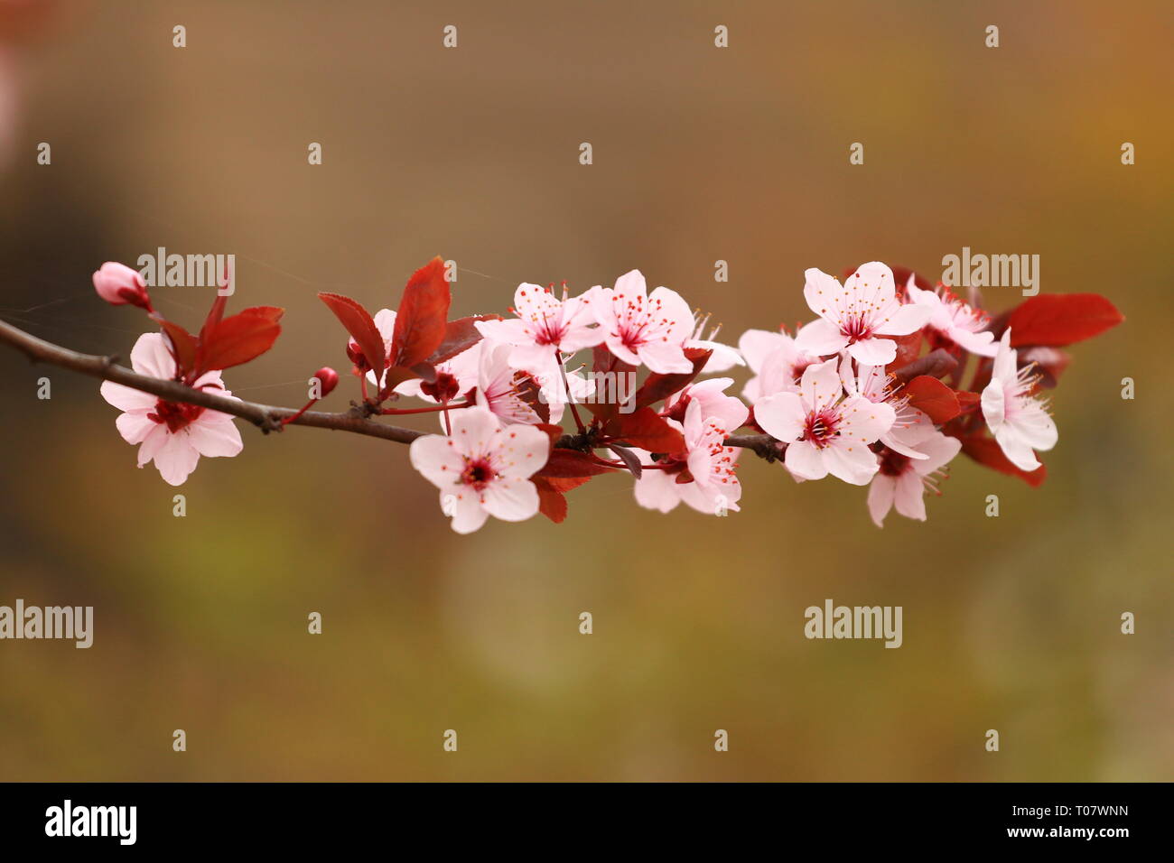 Spring blossom tree Stock Photo - Alamy