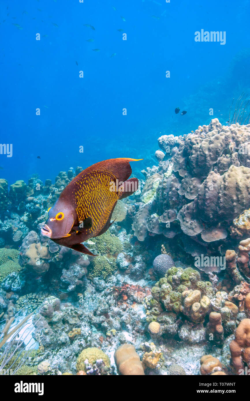 French angelfish,Pomacanthus paru is a large angelfish of the family ...