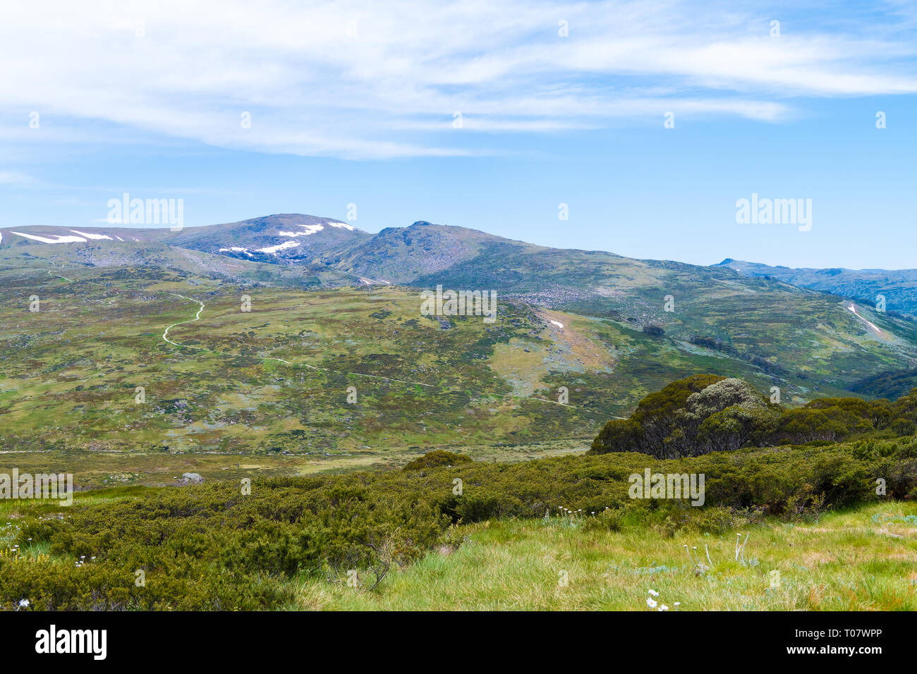 Native Australian forest vegetation in Kosciuszko National Park, NSW ...
