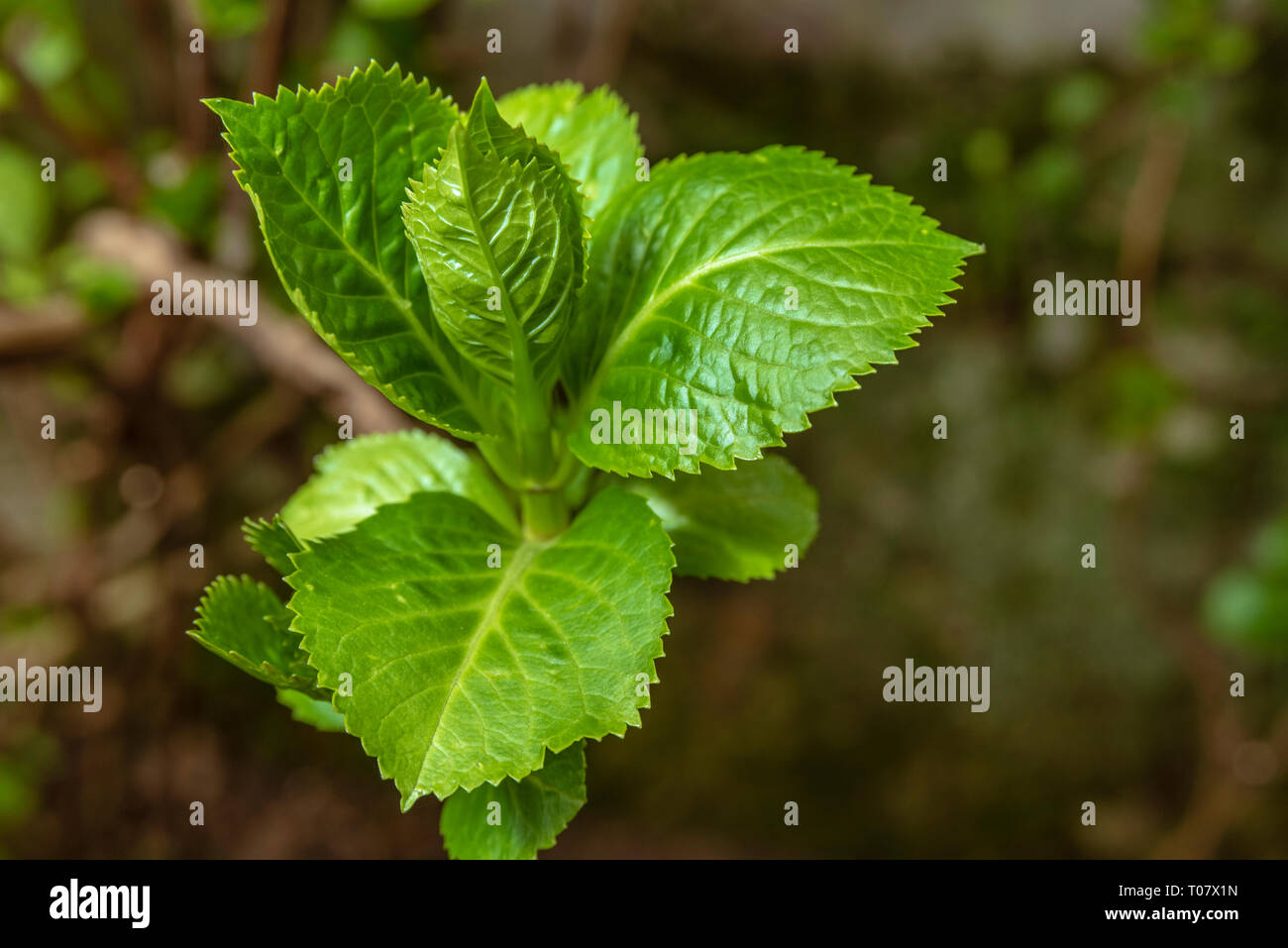 Sprout on brach of hydrangea Stock Photo - Alamy