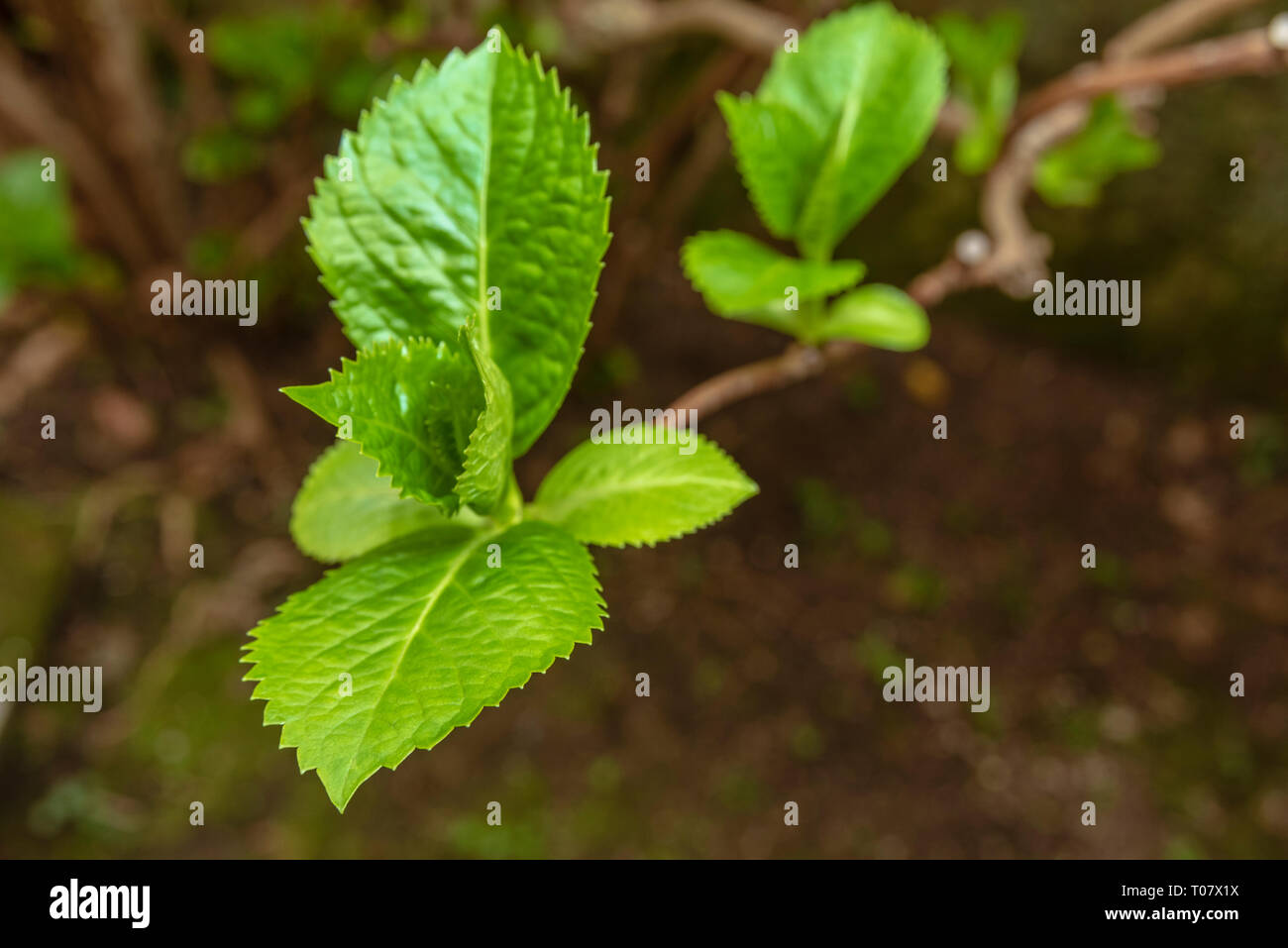 Sprout on brach of hydrangea Stock Photo - Alamy