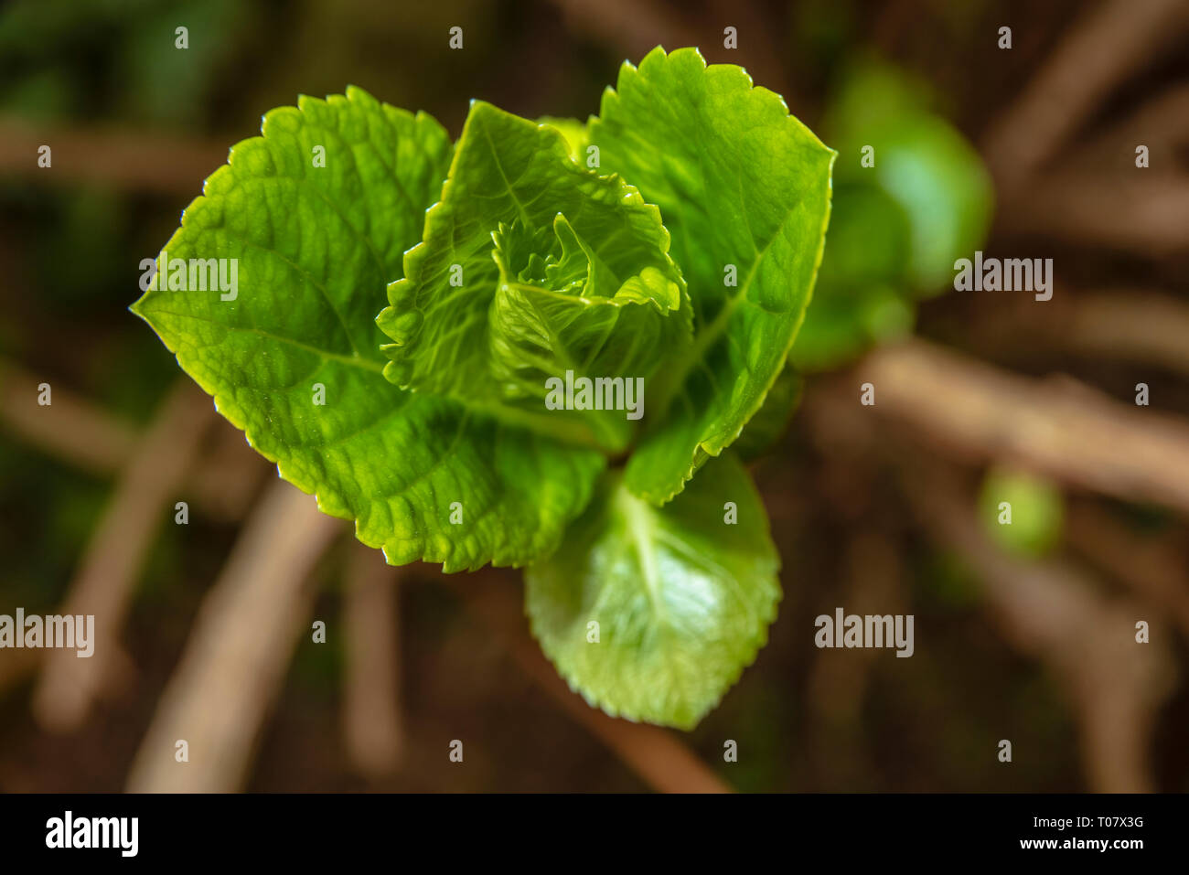 Sprout on brach of hydrangea Stock Photo - Alamy