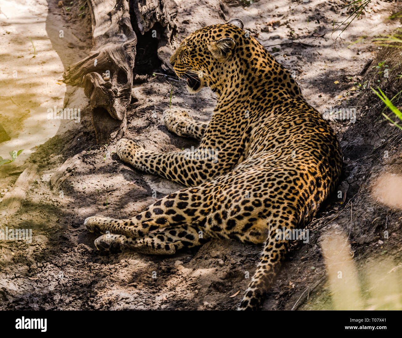 Dotted leopard hi-res stock photography and images - Alamy