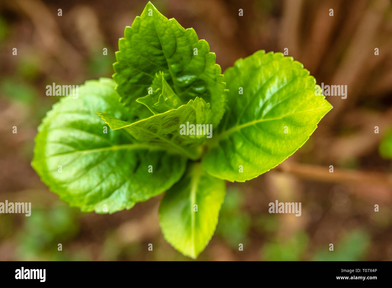 Sprout on brach of hydrangea Stock Photo - Alamy