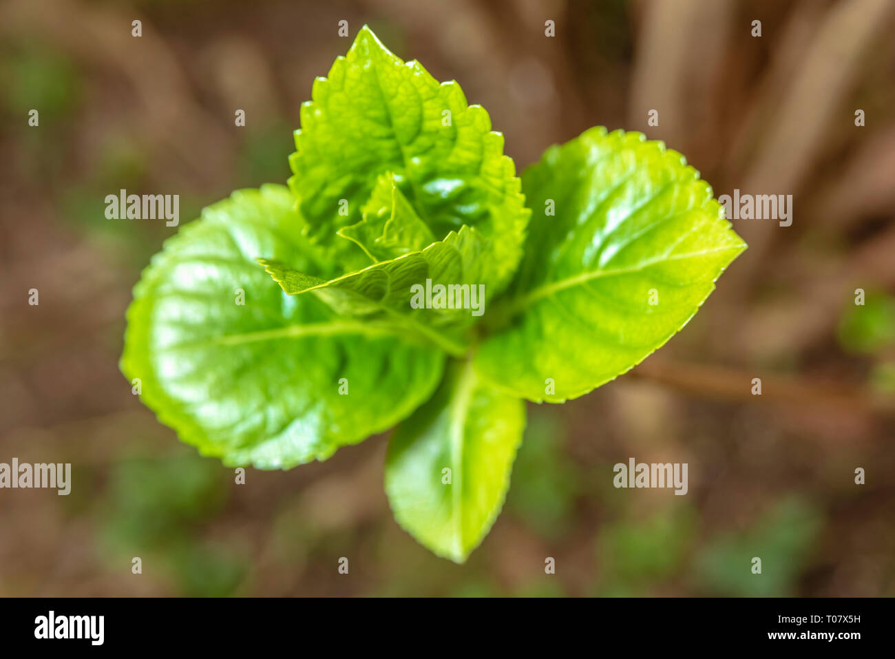 Sprout on brach of hydrangea Stock Photo - Alamy