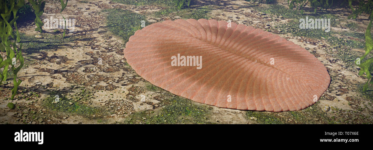 Dickinsonia, extinct creature of the Ediacaran era, one of the first ...