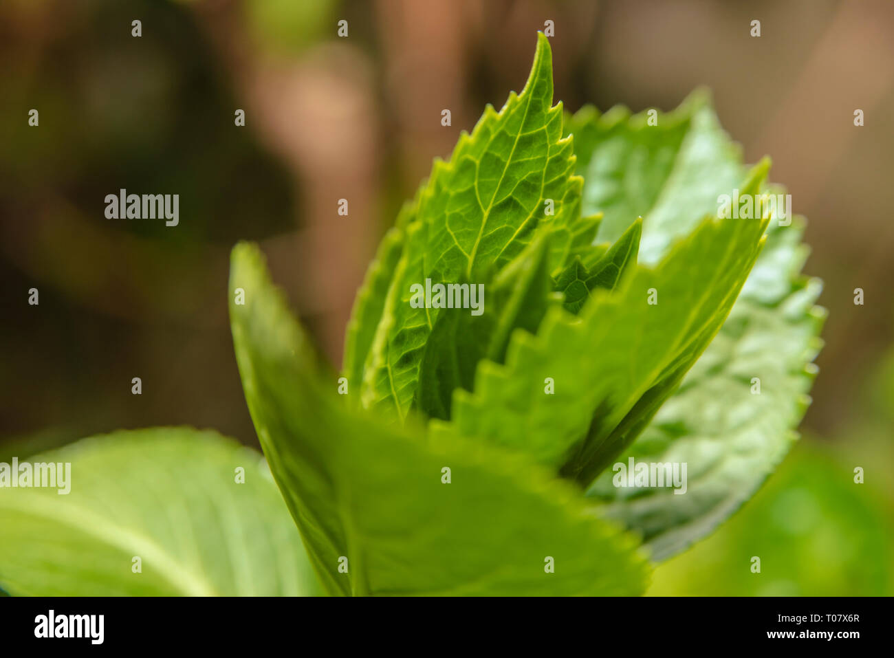 Sprout on brach of hydrangea Stock Photo - Alamy