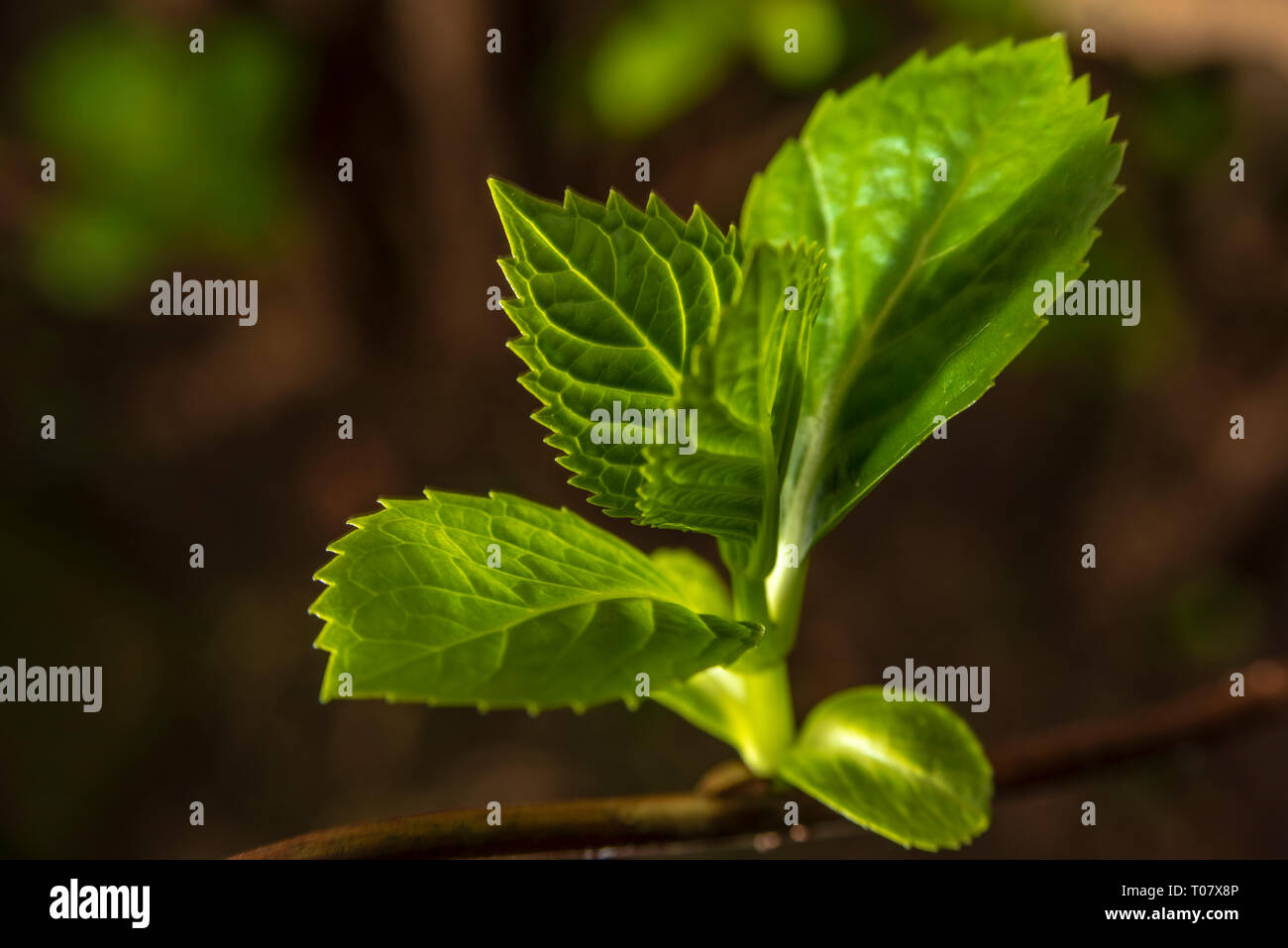 Sprout on brach of hydrangea Stock Photo - Alamy