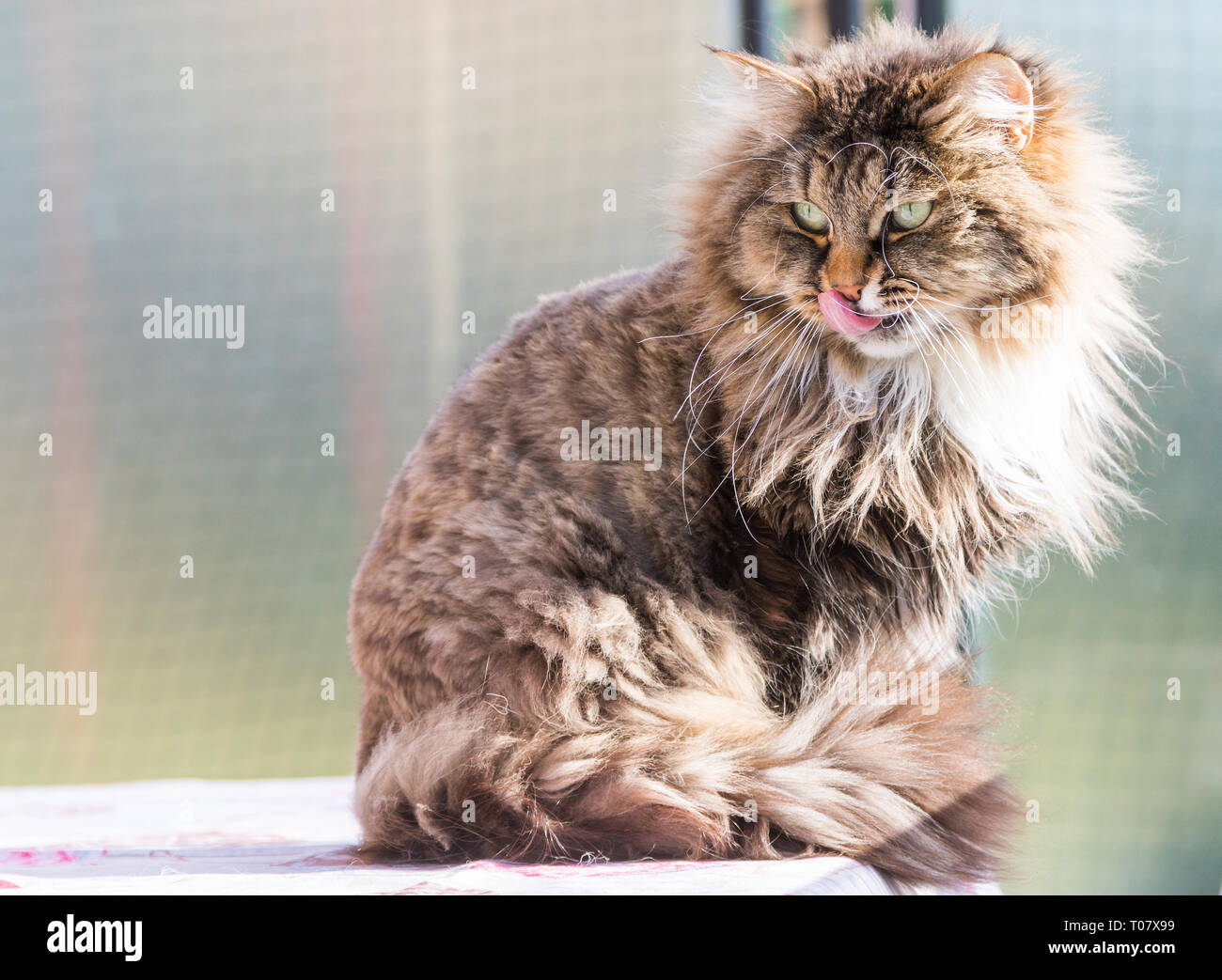Cute fluffy kitten of siberian breed. Long haired cat of livestock ...