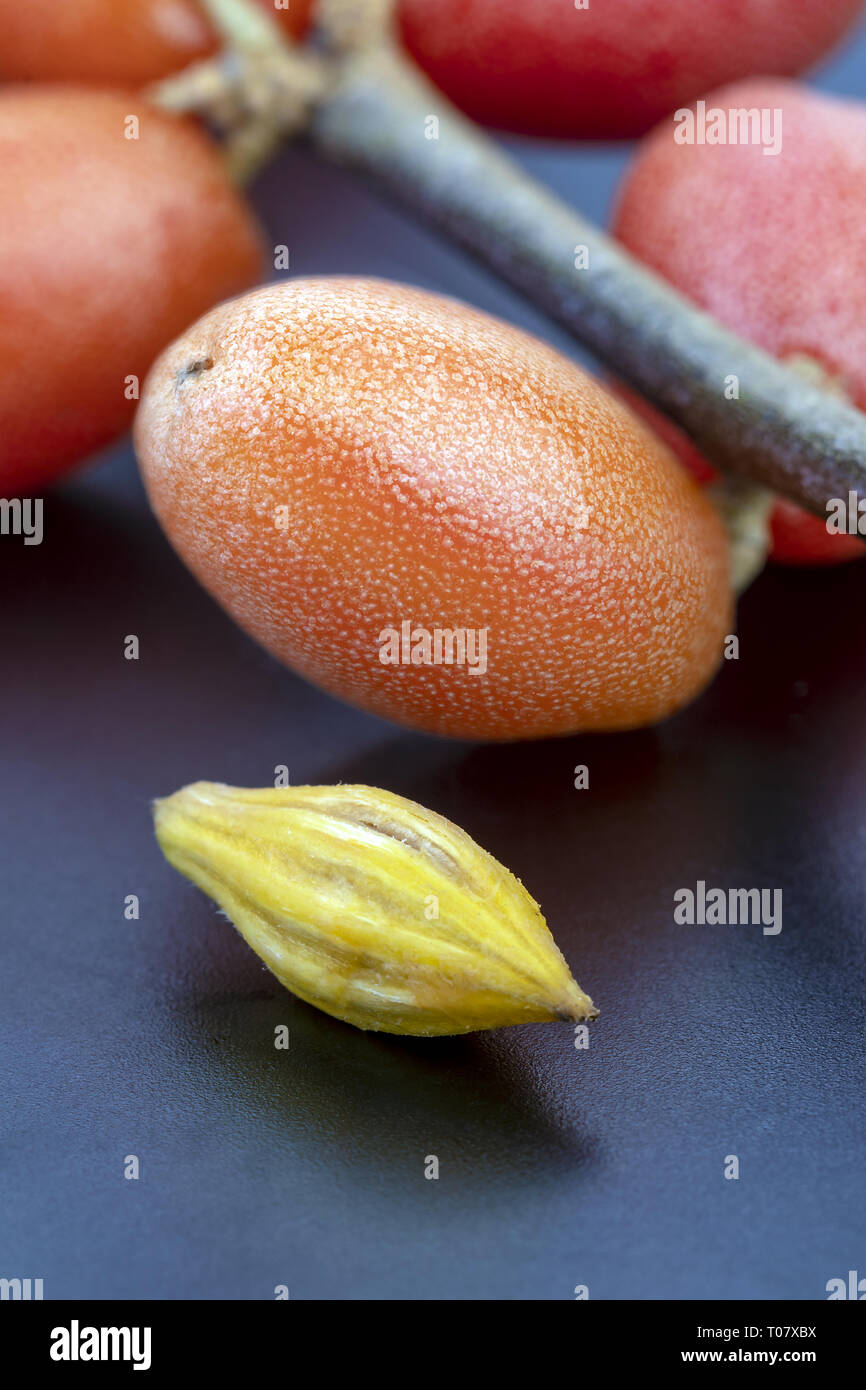 Olive seed hi-res stock photography and images - Alamy