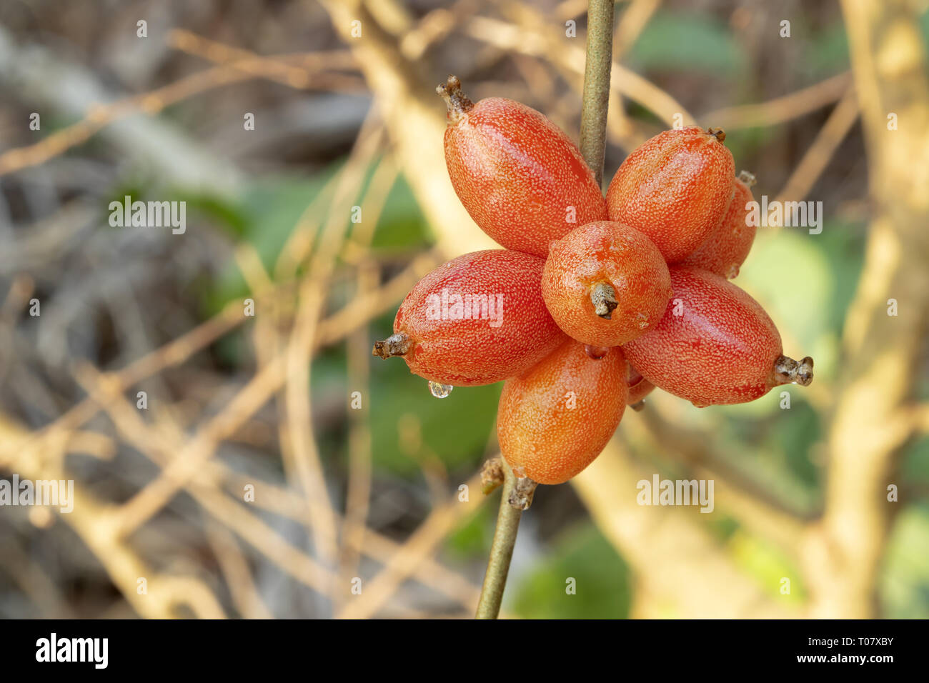 Thai Wild Olive riped, ready to eat, sweet, scientific name is ...