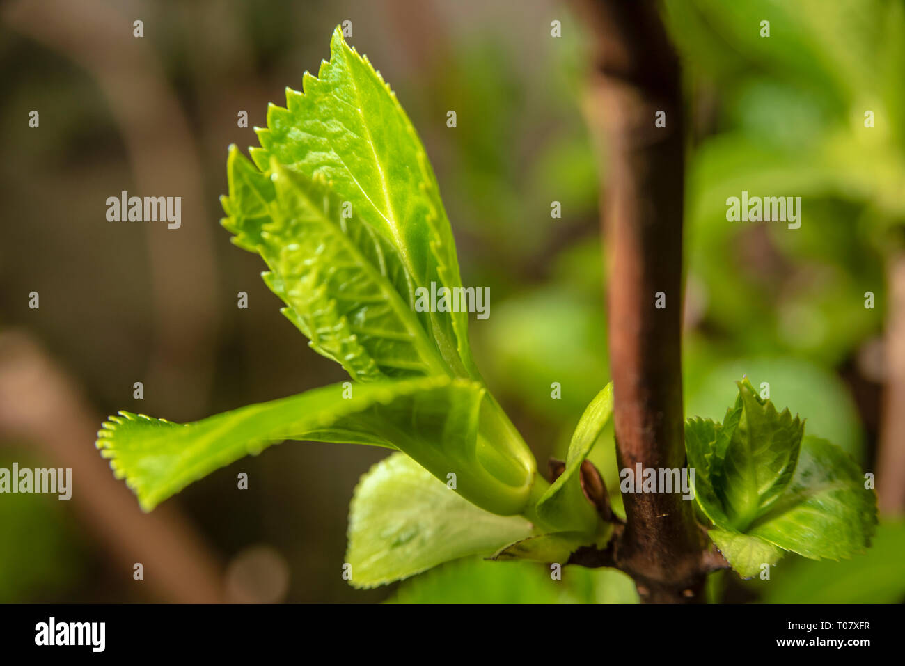 Hydrangea leaf sprout hi-res stock photography and images - Alamy