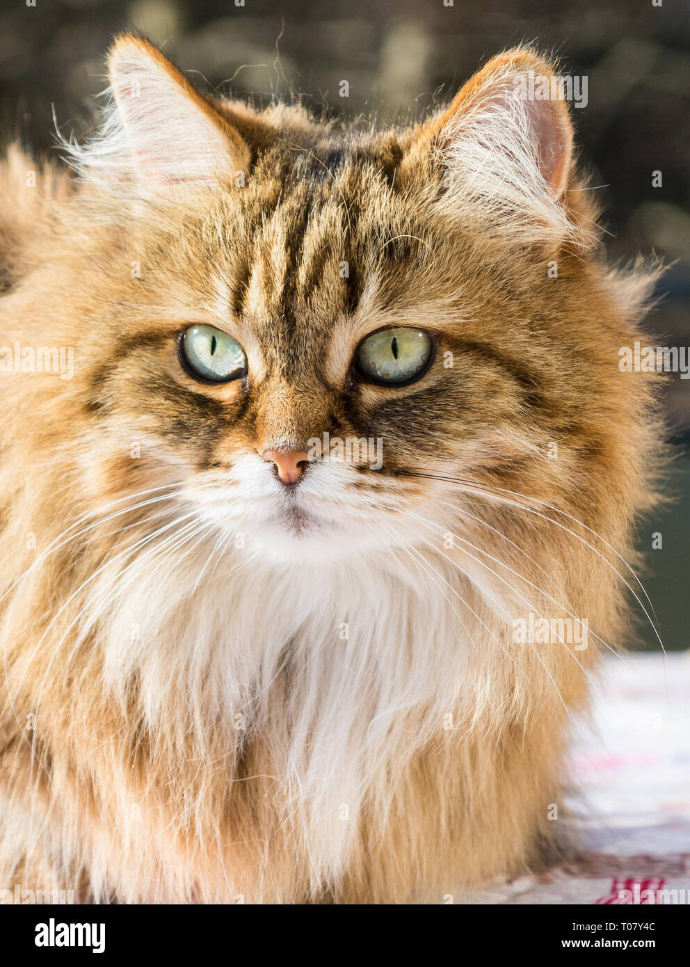 Cute fluffy kitten of siberian breed. Long haired cat of livestock ...