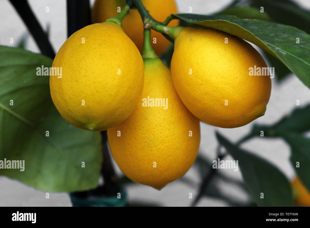 Lemons on branches of tree hi-res stock photography and images - Alamy