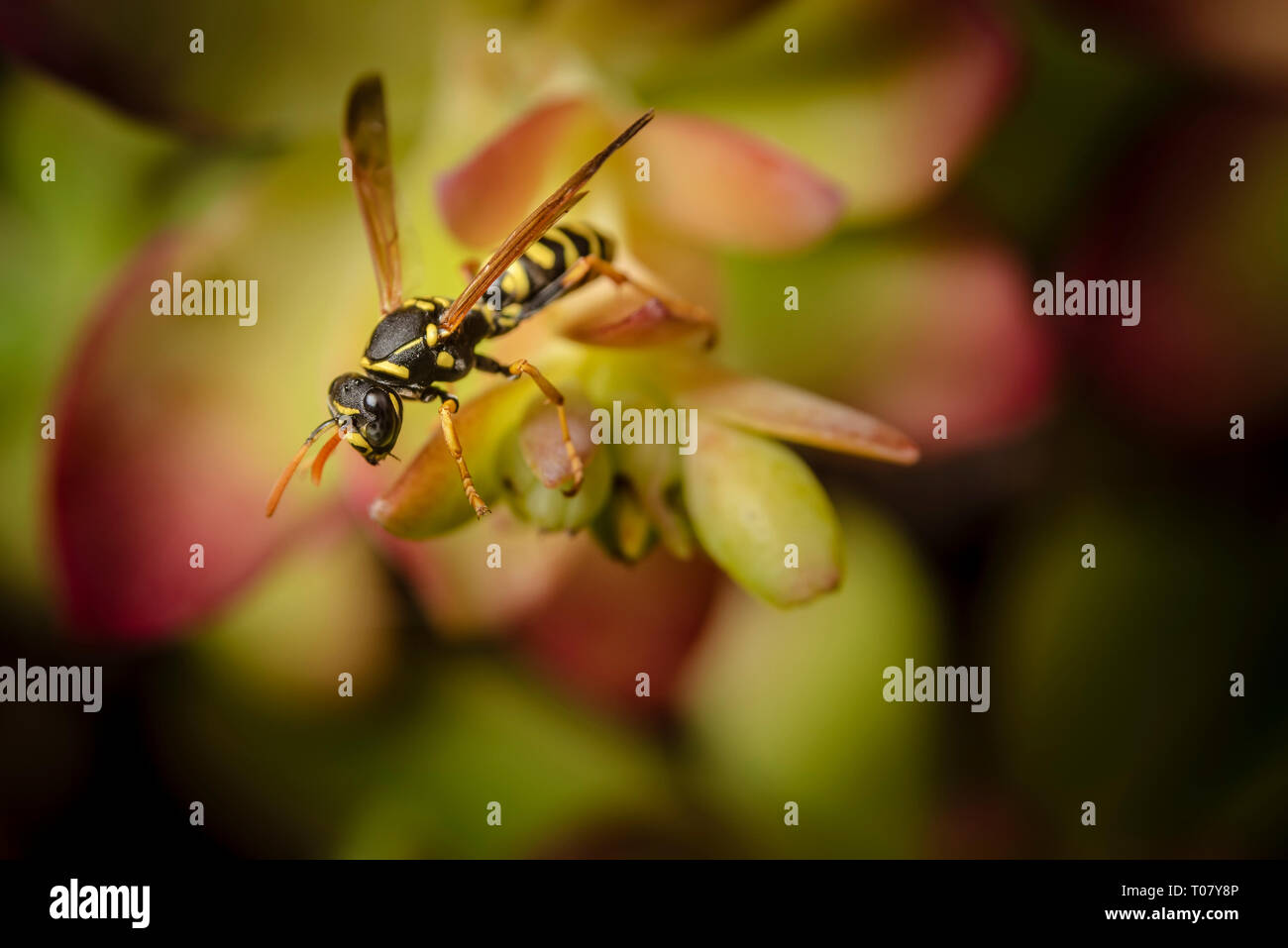 Young paper wasp queen hi-res stock photography and images - Alamy