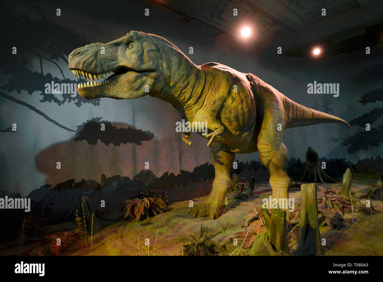 Tyrannosaurus rex natural history museum hi-res stock photography and ...