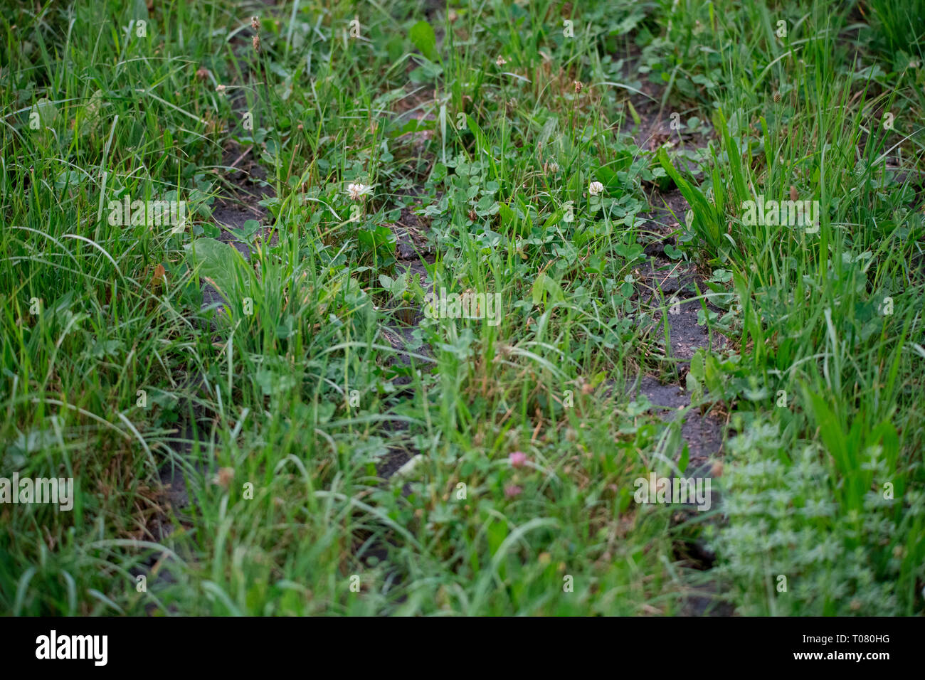 slurry on field, Bavaria, Germany, Europe Stock Photo - Alamy