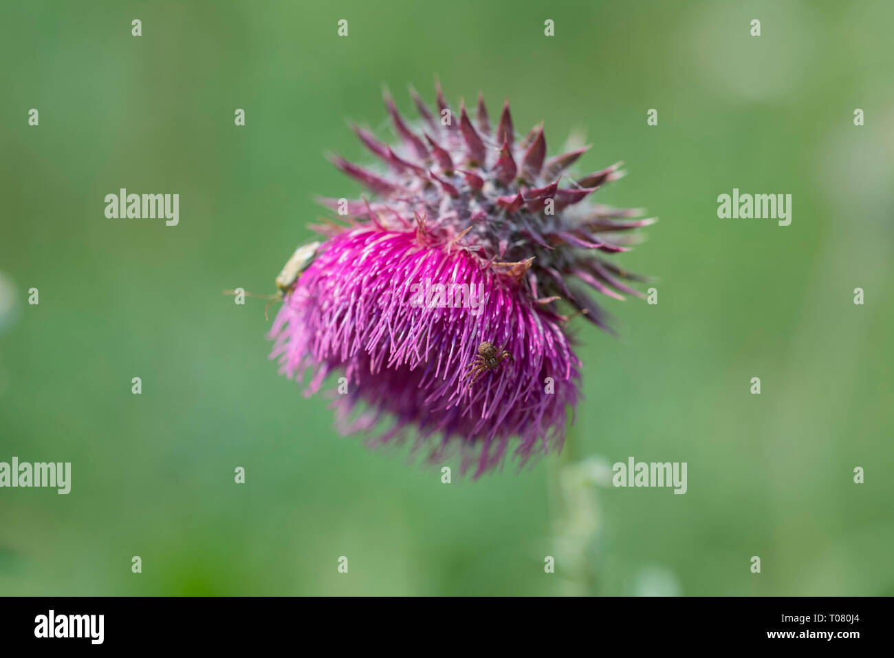 musk thistle, Bavaria, Germany, Europe, (Carduus nutans Stock Photo - Alamy