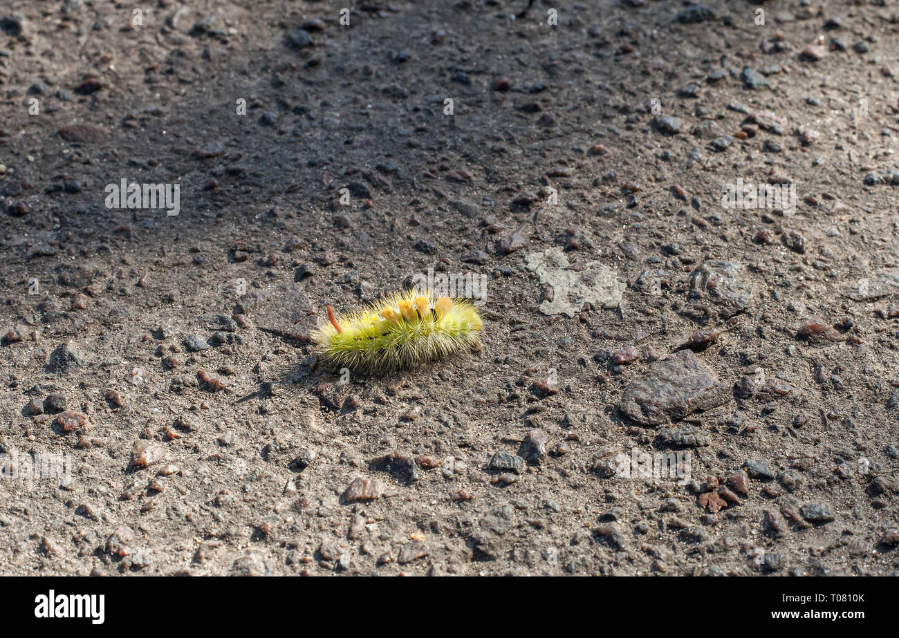 Yellow fluffy caterpillar Pale tussock moth crawling along road ...