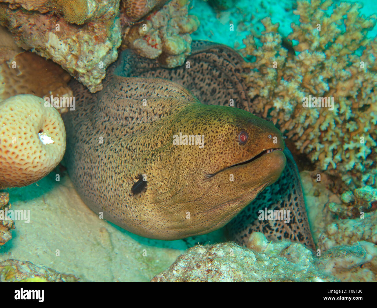 Rotes meer gymnothorax javanicus hi-res stock photography and images ...