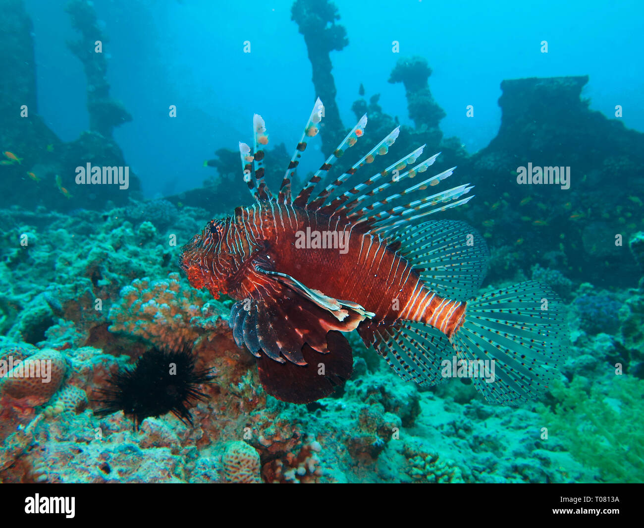 Rotfeuerfisch (Pterois volitans), Small Gobal Island, Wrack The Barge ...