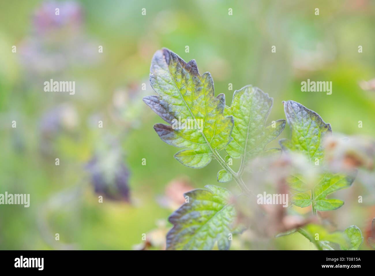 tomato leaves, North Rhine-Westphalia, Germany, Europe Stock Photo - Alamy