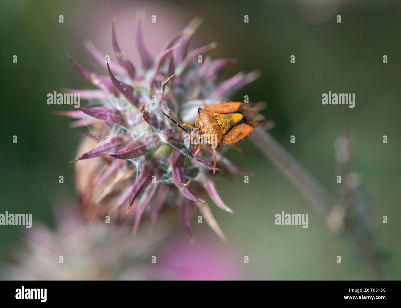 Shieldbugs hi-res stock photography and images - Alamy