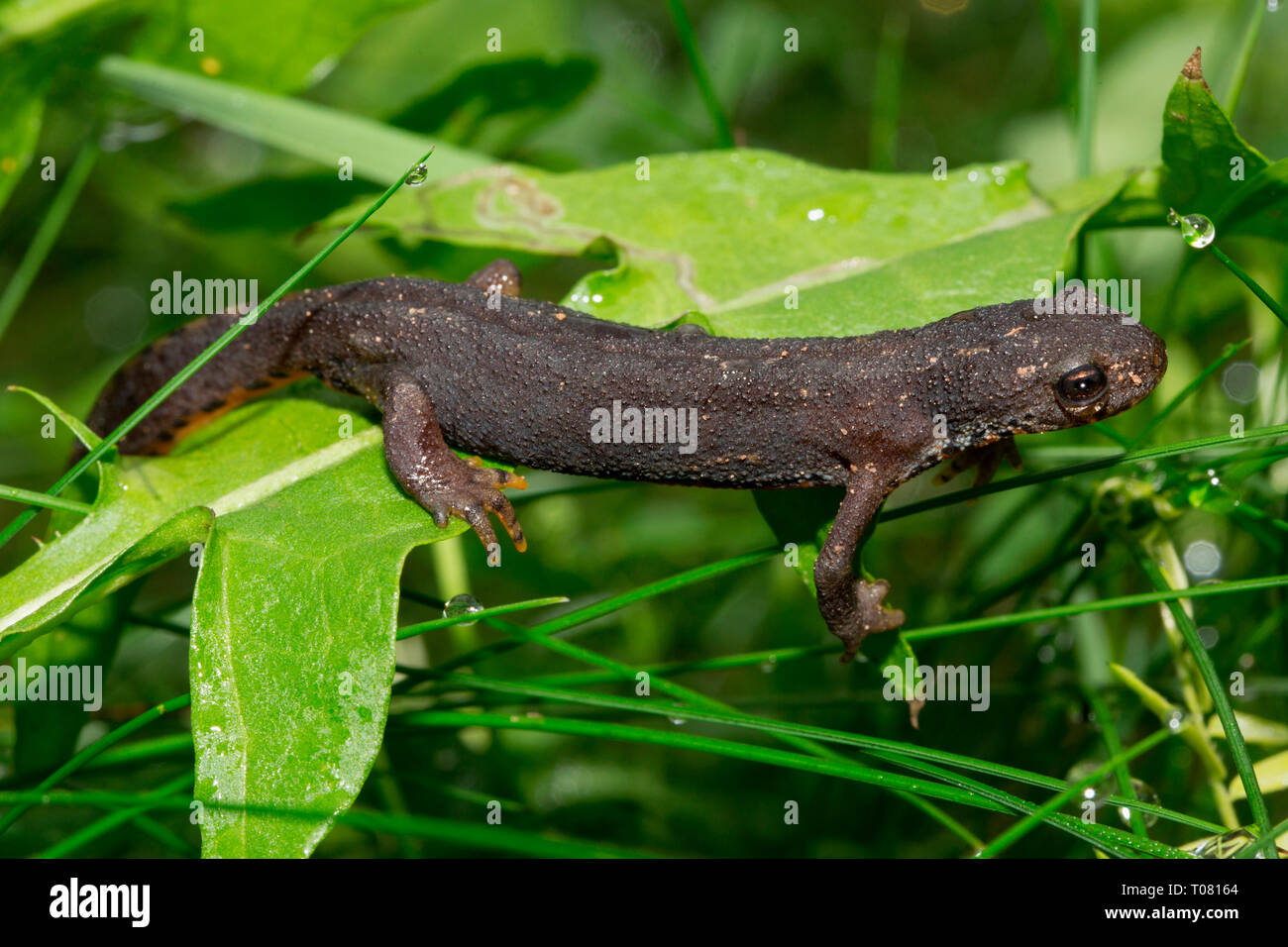 Ichthyosaura alpestris hi-res stock photography and images - Alamy