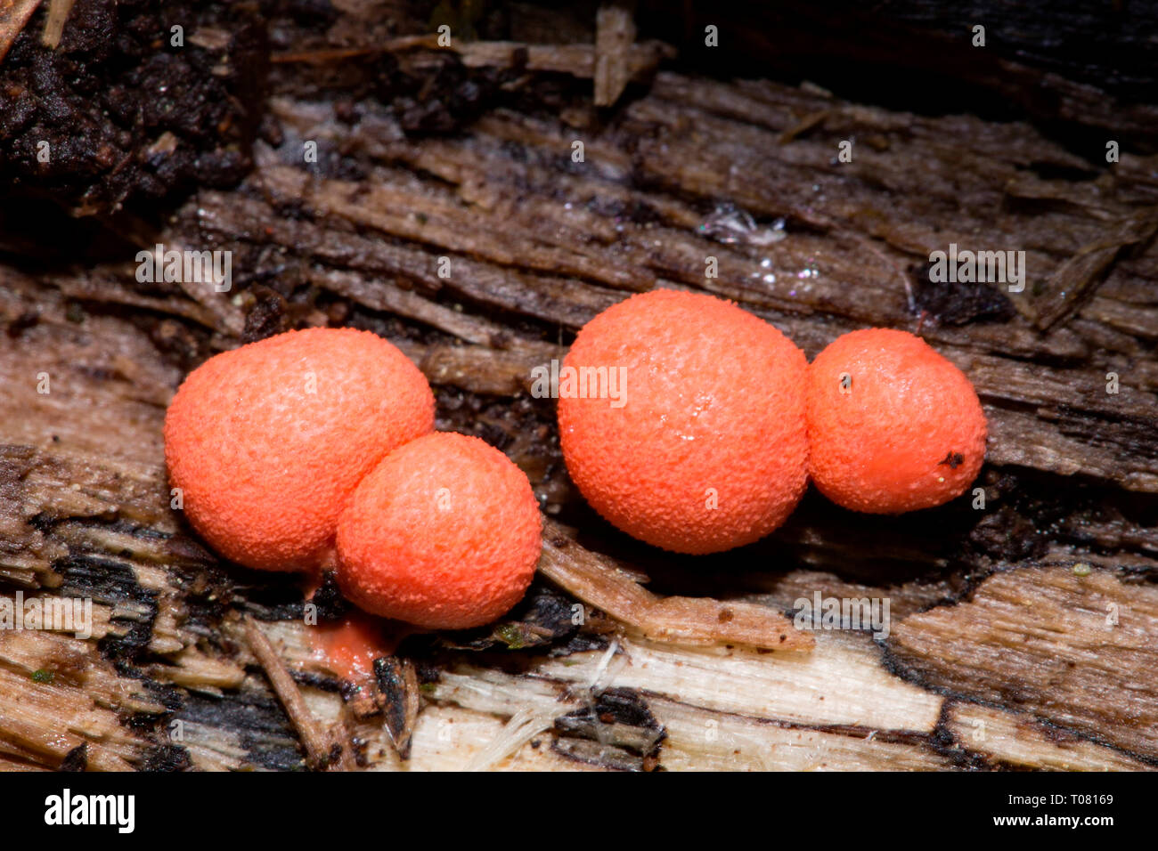 wolf's milk, (Lycogala epidendrum Stock Photo - Alamy