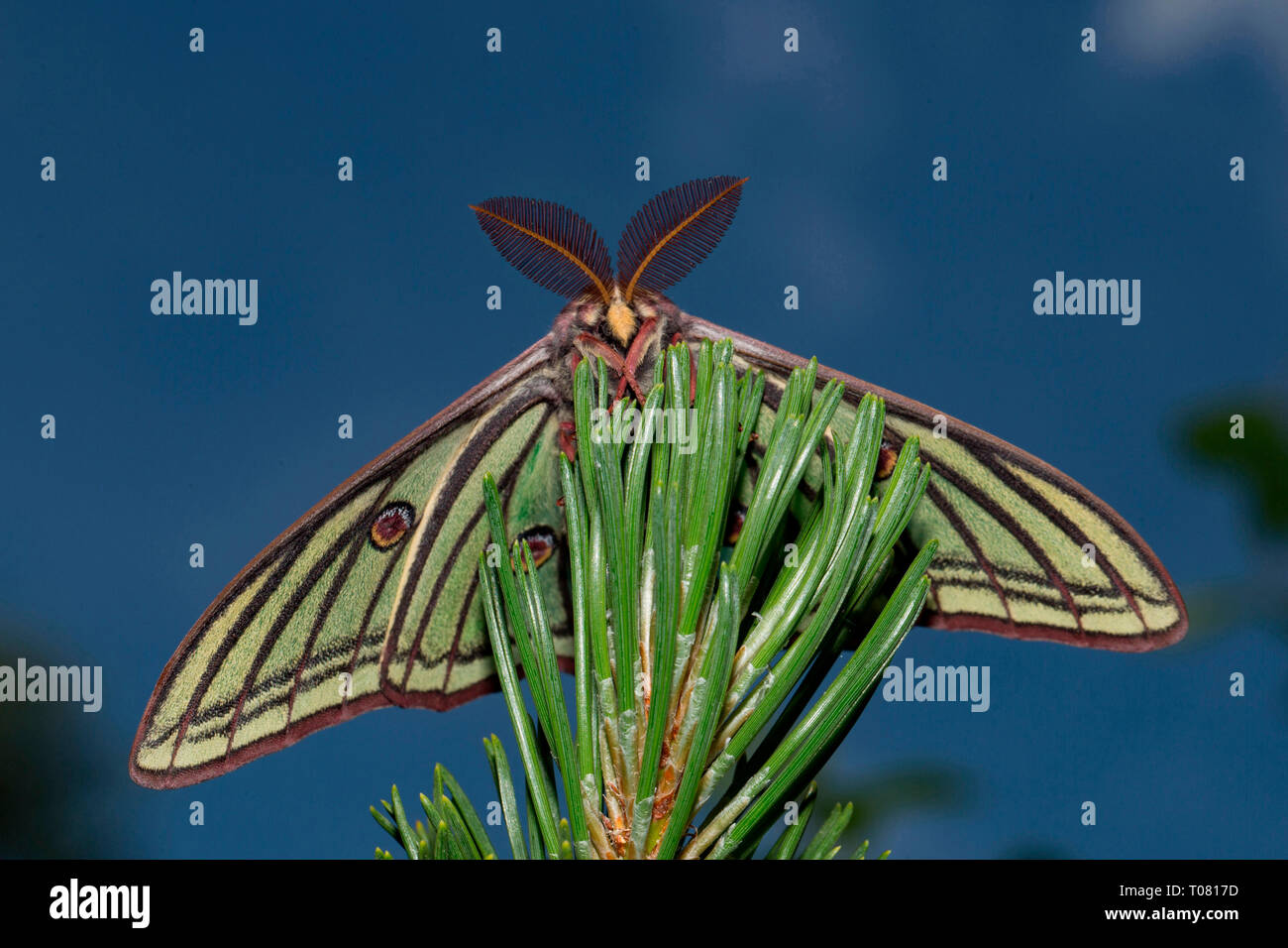 Spanish Moon Moth Stock Photos & Spanish Moon Moth Stock Images - Alamy