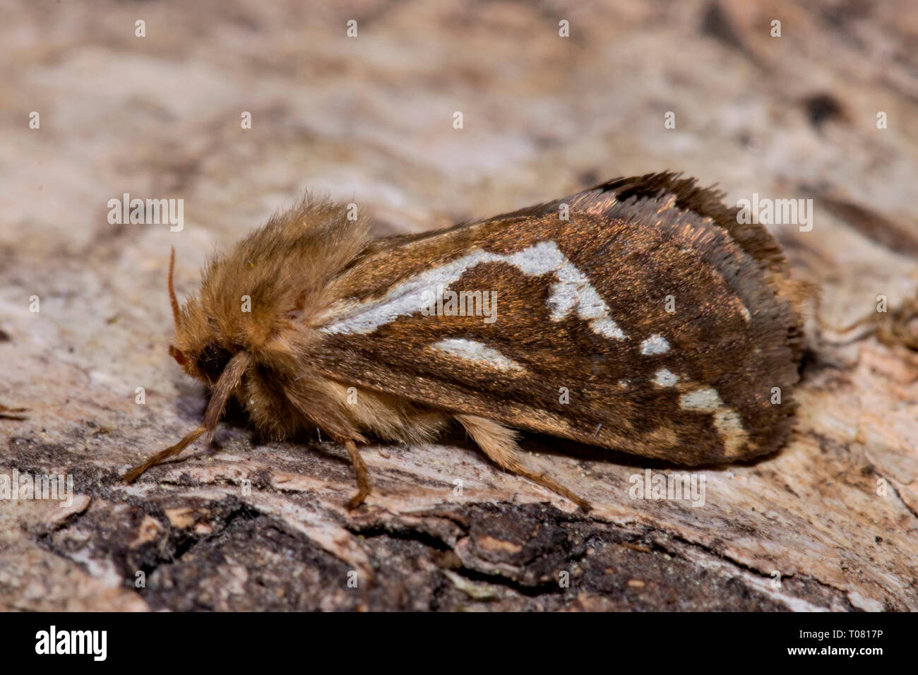Common swift butterfly hi-res stock photography and images - Alamy