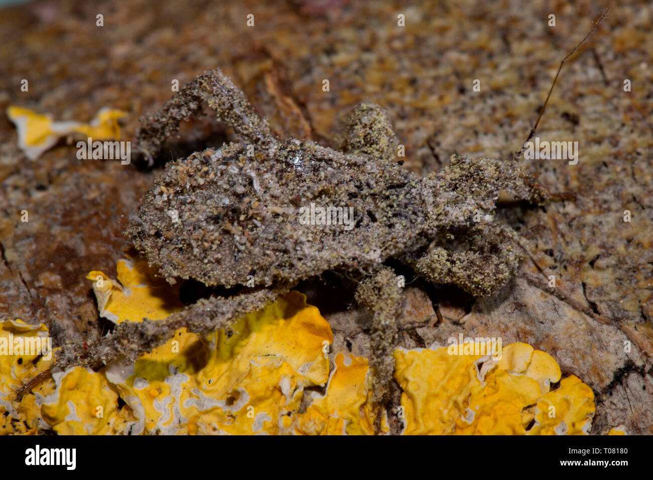 Hunter insects hi-res stock photography and images - Alamy