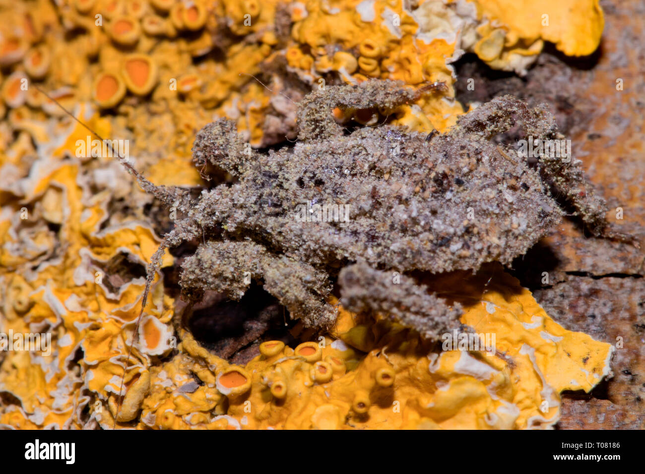 Masked hunter bug hi-res stock photography and images - Alamy