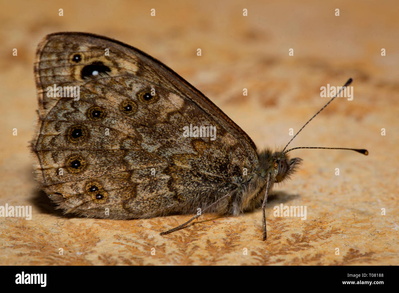 Wall butterfly hi-res stock photography and images - Alamy