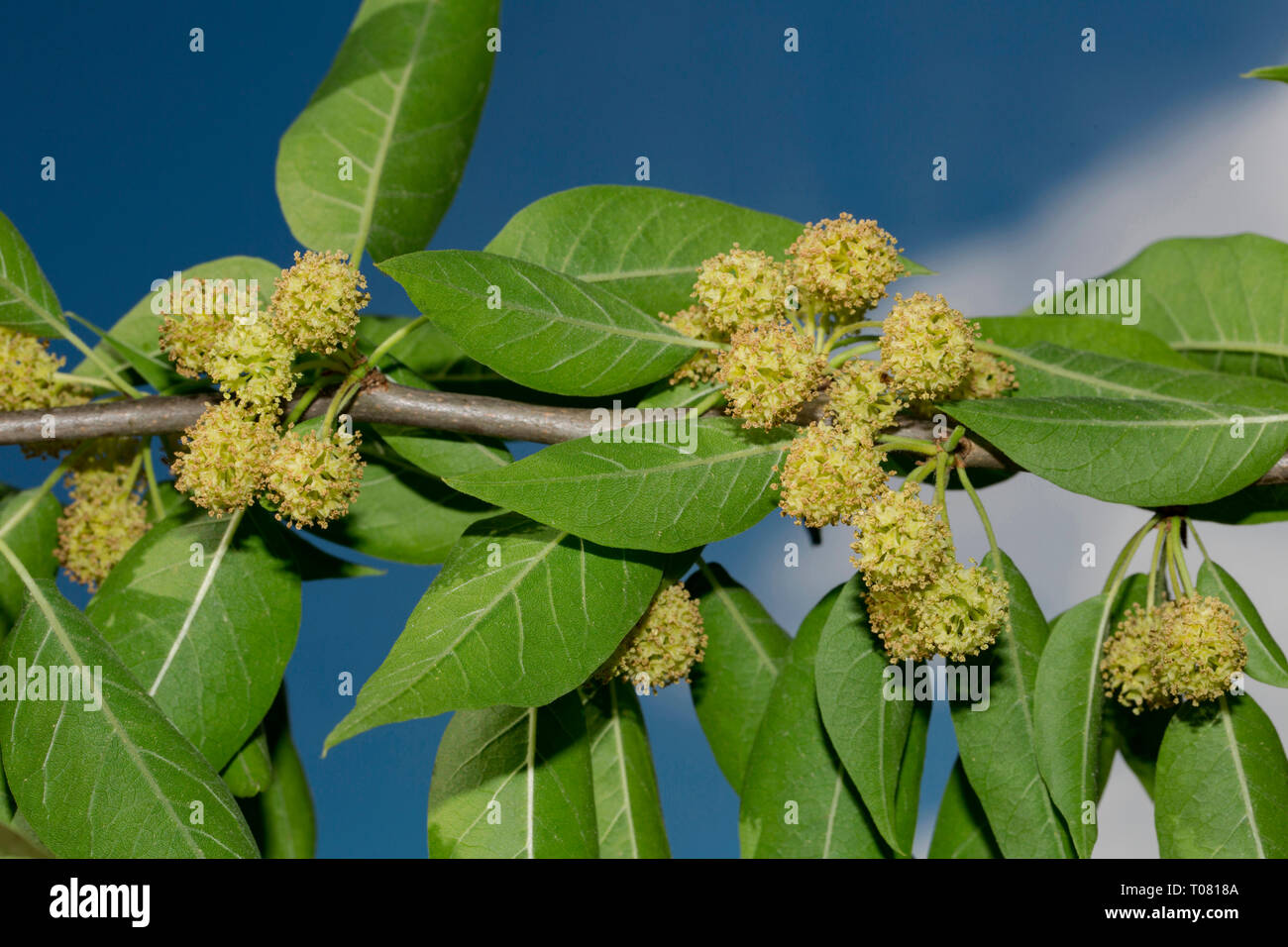 osage orange, (Maclura pomifera Stock Photo - Alamy