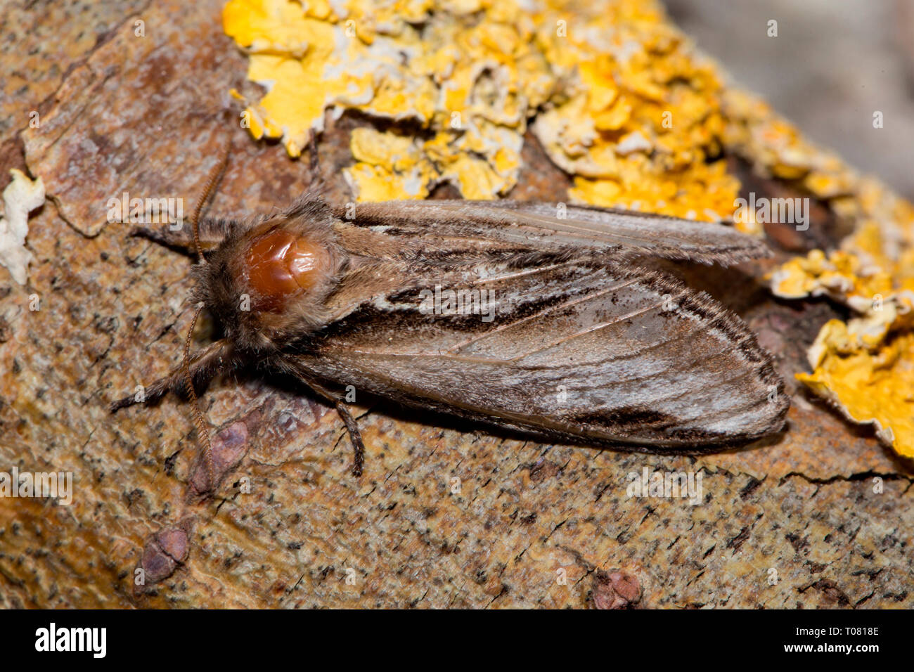 Prominent moths hi-res stock photography and images - Alamy