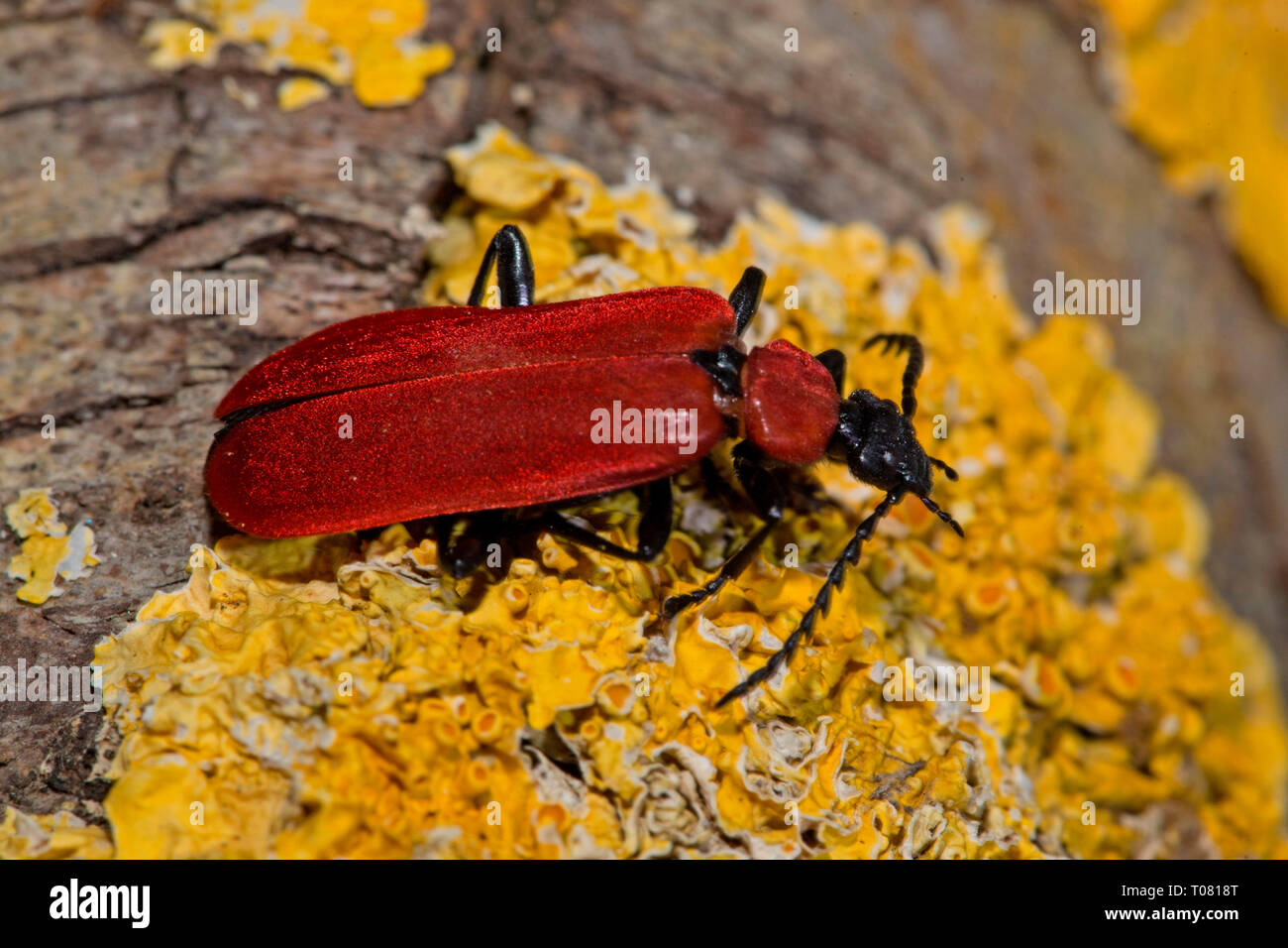 cardinal beetle, (Pyrochroa coccinea Stock Photo - Alamy