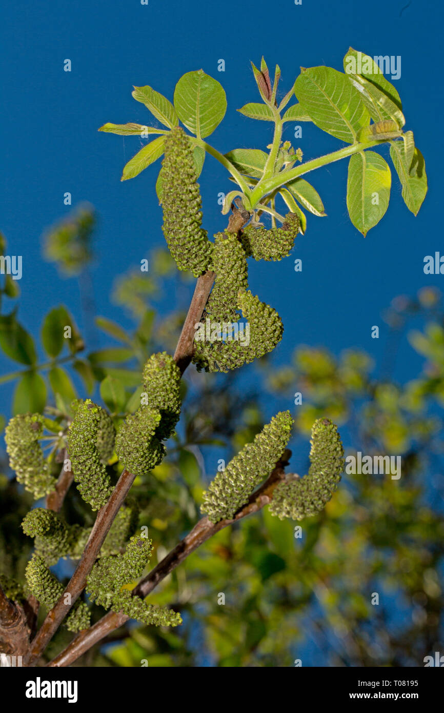 persian walnut, english walnut, (Juglans regia Stock Photo - Alamy