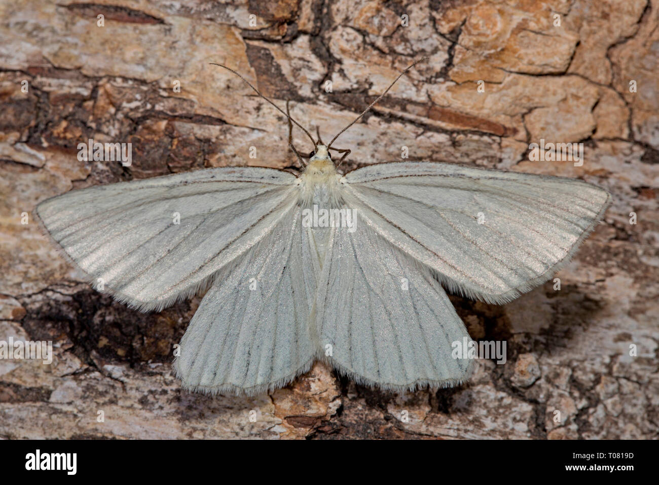 black-veined moth, (Siona lineata Stock Photo - Alamy